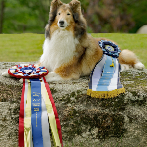 PAWPRINT DOGS - PawPrint Trials