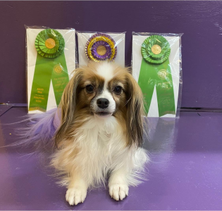 PAWPRINT DOGS - PawPrint Trials