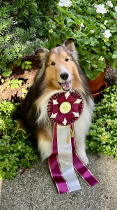 PAWPRINT DOGS - PawPrint Trials