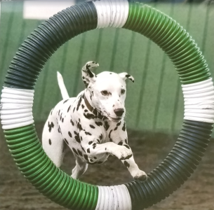 PAWPRINT DOGS - PawPrint Trials