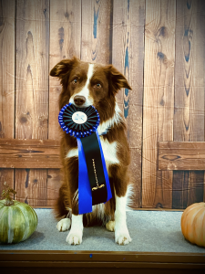 PAWPRINT DOGS - PawPrint Trials