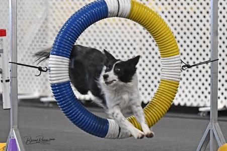 PAWPRINT DOGS - PawPrint Trials