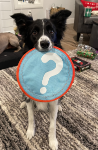 PAWPRINT DOGS - PawPrint Trials