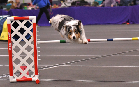 PAWPRINT DOGS - PawPrint Trials