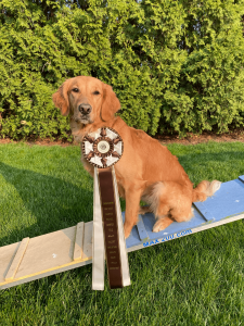 PAWPRINT DOGS - PawPrint Trials