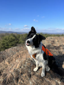 PAWPRINT DOGS - PawPrint Trials