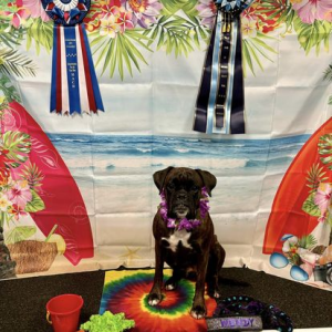 PAWPRINT DOGS - PawPrint Trials