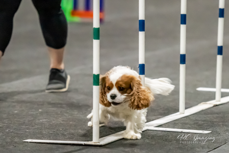 PAWPRINT DOGS - PawPrint Trials