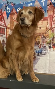 PAWPRINT DOGS - PawPrint Trials