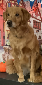 PAWPRINT DOGS - PawPrint Trials