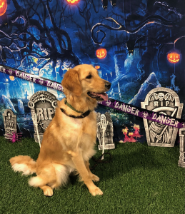 PAWPRINT DOGS - PawPrint Trials