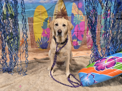 PAWPRINT DOGS - PawPrint Trials